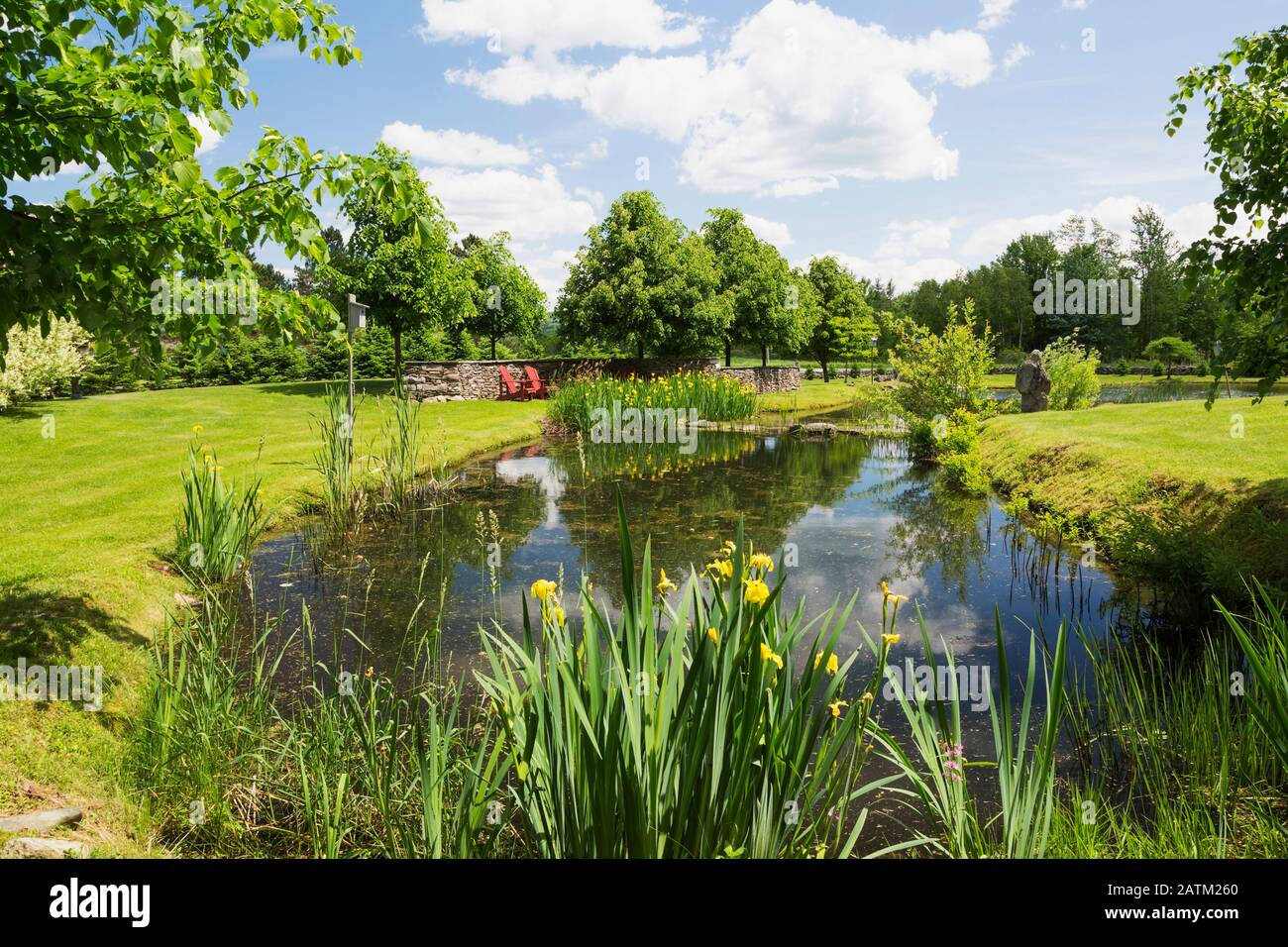 Pond planted with Typha latifolia - Cattail, yellow Iris pseudacorus ...