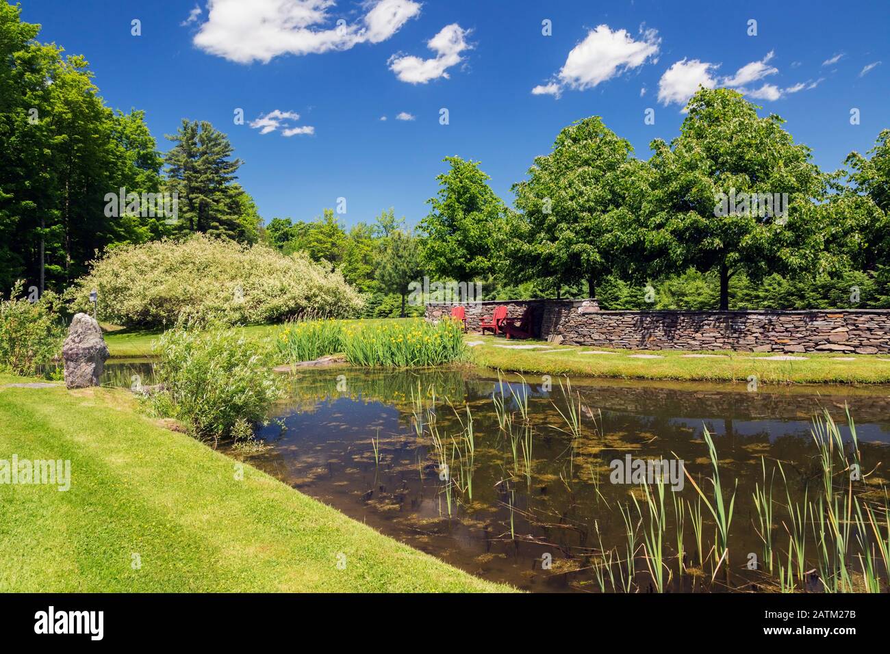 Pond planted with Typha latifolia - Cattail, yellow Iris pseudacorus ...