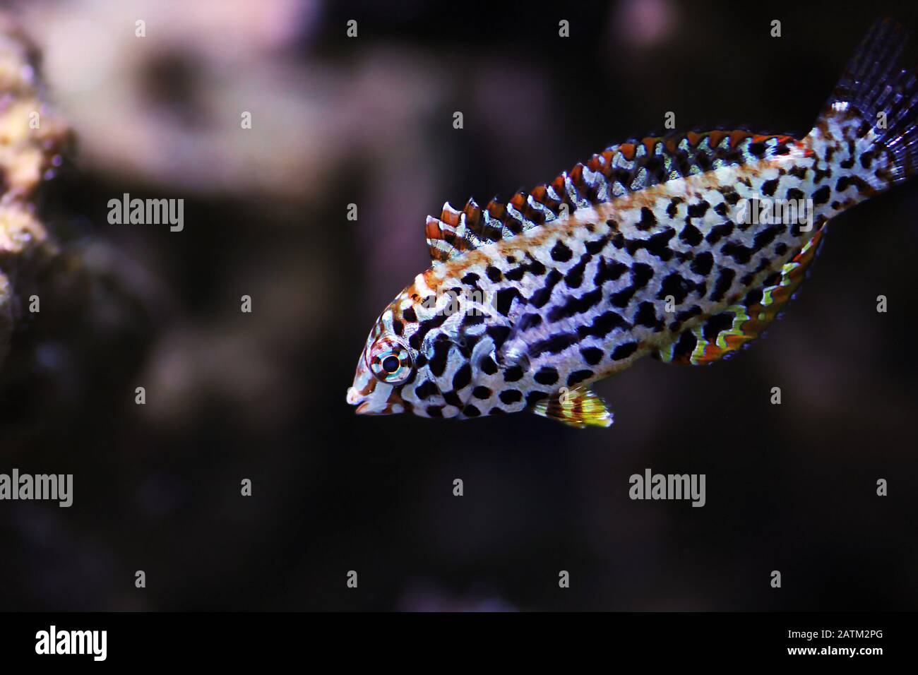 Black spotted Leopard Wrasse - (Macropharyngodon meleagris Stock Photo ...
