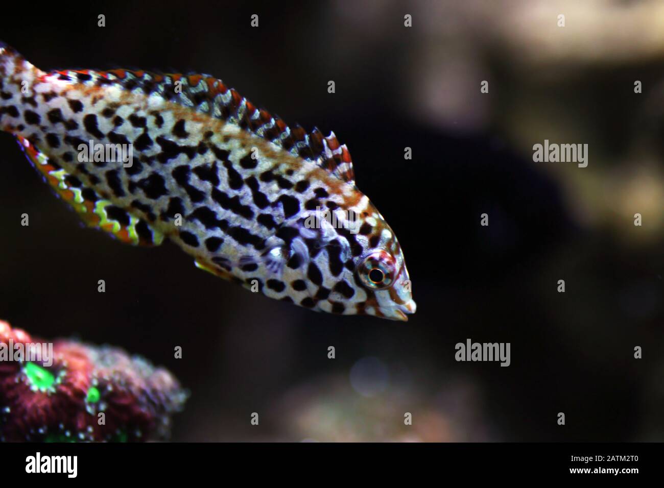 Black spotted Leopard Wrasse - (Macropharyngodon meleagris Stock Photo ...