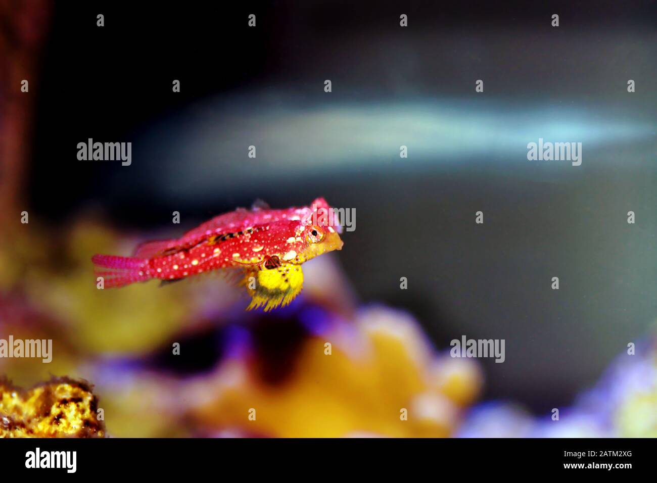 Scene of pair Red Ruby Dragonet fishes mating dance Stock Photo - Alamy