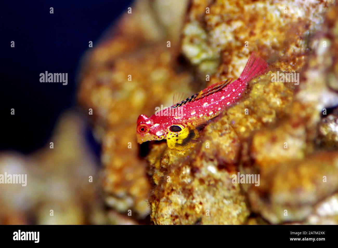 Scene of pair Red Ruby Dragonet fishes mating dance Stock Photo - Alamy