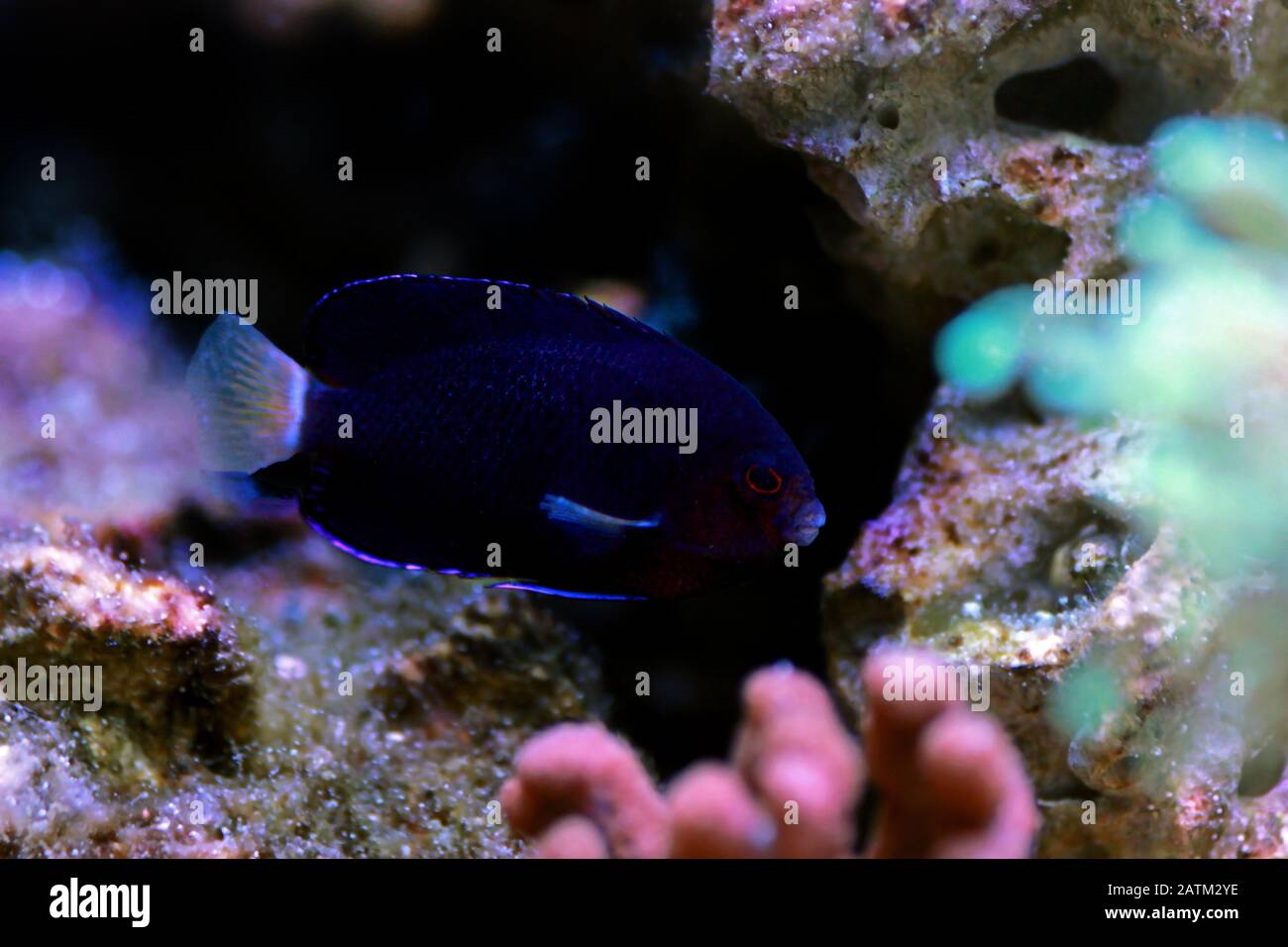 Pygmy Yellowtail dwarf Angelfish - (Centropyge flavicauda Stock Photo ...