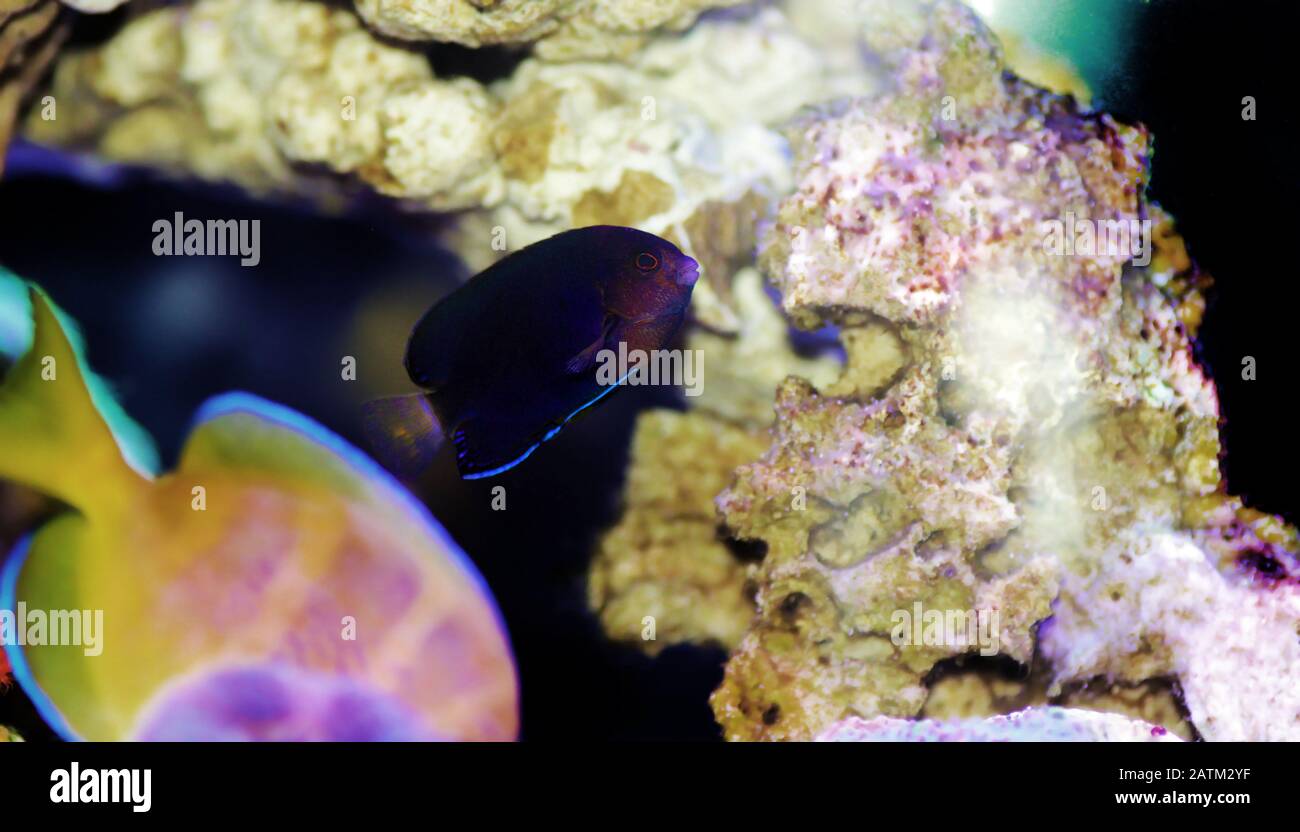 Pygmy Yellowtail dwarf Angelfish - (Centropyge flavicauda Stock Photo ...