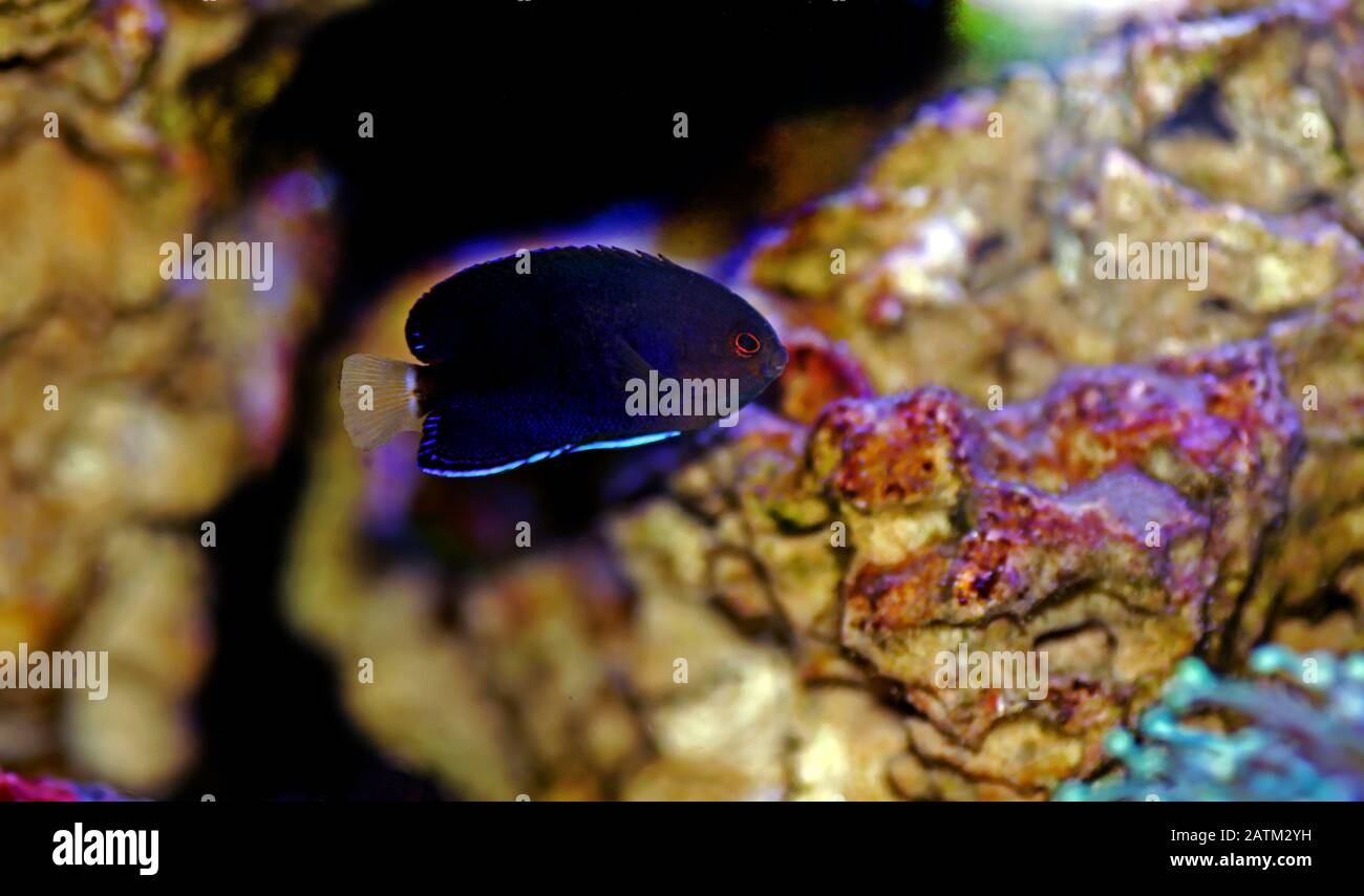 Pygmy Yellowtail dwarf Angelfish - (Centropyge flavicauda Stock Photo ...