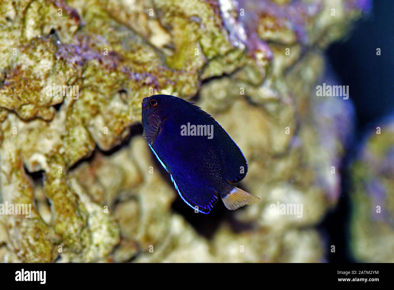 Dwarf angelfish hi-res stock photography and images - Alamy