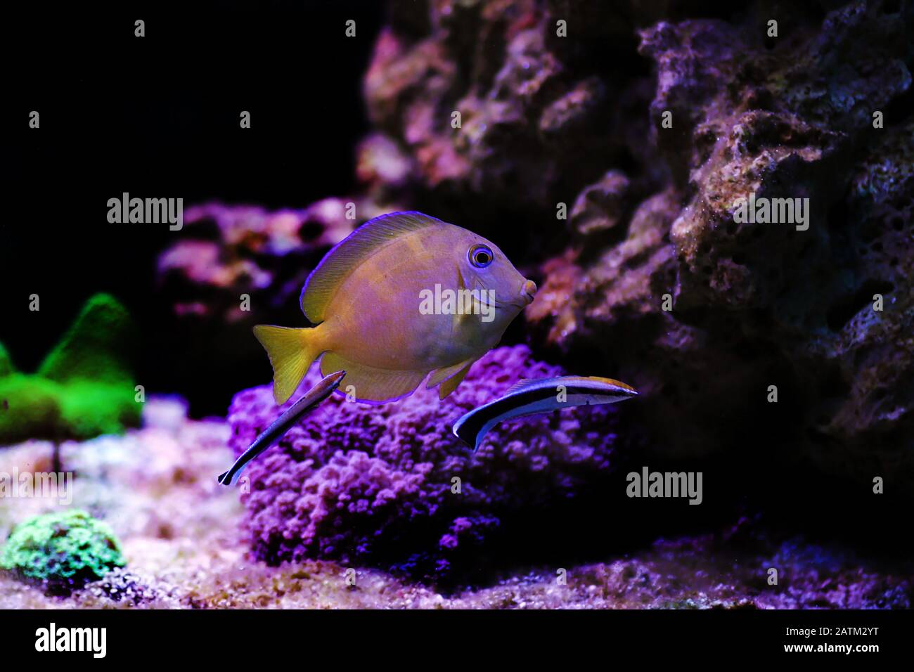 Bluestreak cleaner wrasse cleaning parasites from Blue Atlantic Tang ...