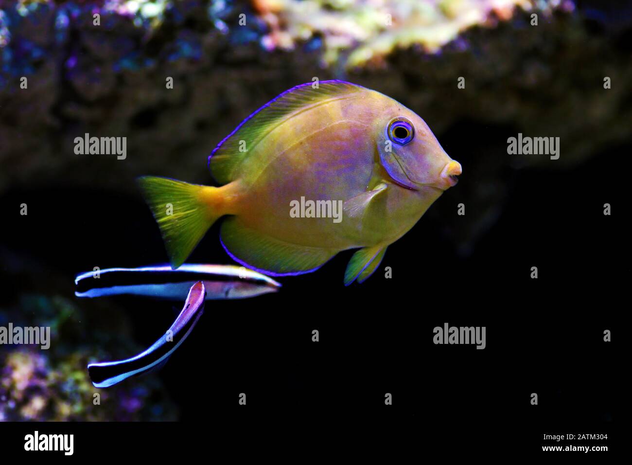 Bluestreak cleaner wrasse cleaning parasites from Blue Atlantic Tang ...