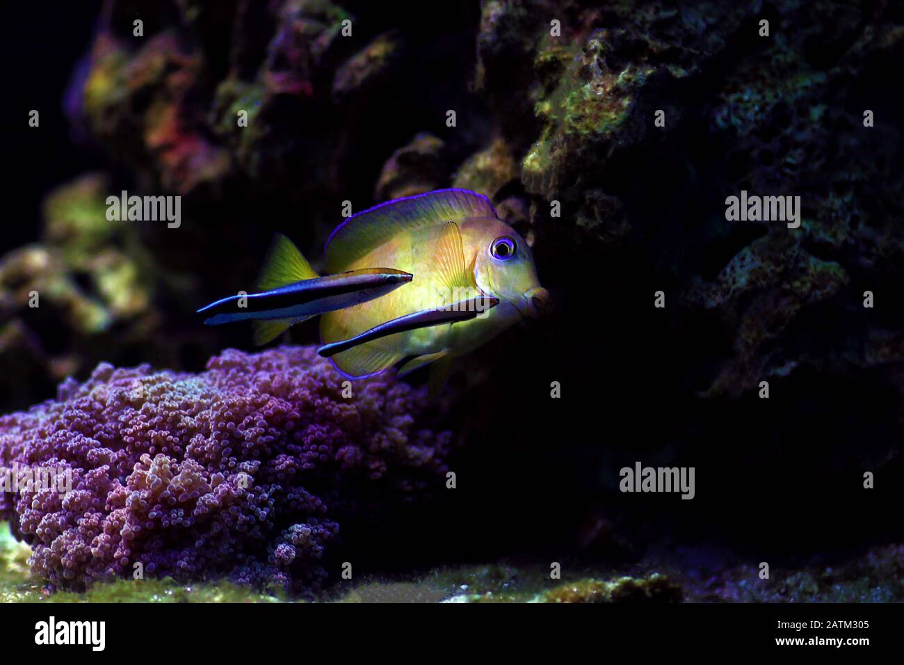 Bluestreak cleaner wrasse cleaning parasites from Blue Atlantic Tang ...