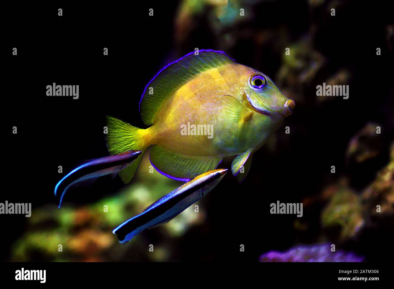 Bluestreak cleaner wrasse cleaning parasites from Blue Atlantic Tang ...