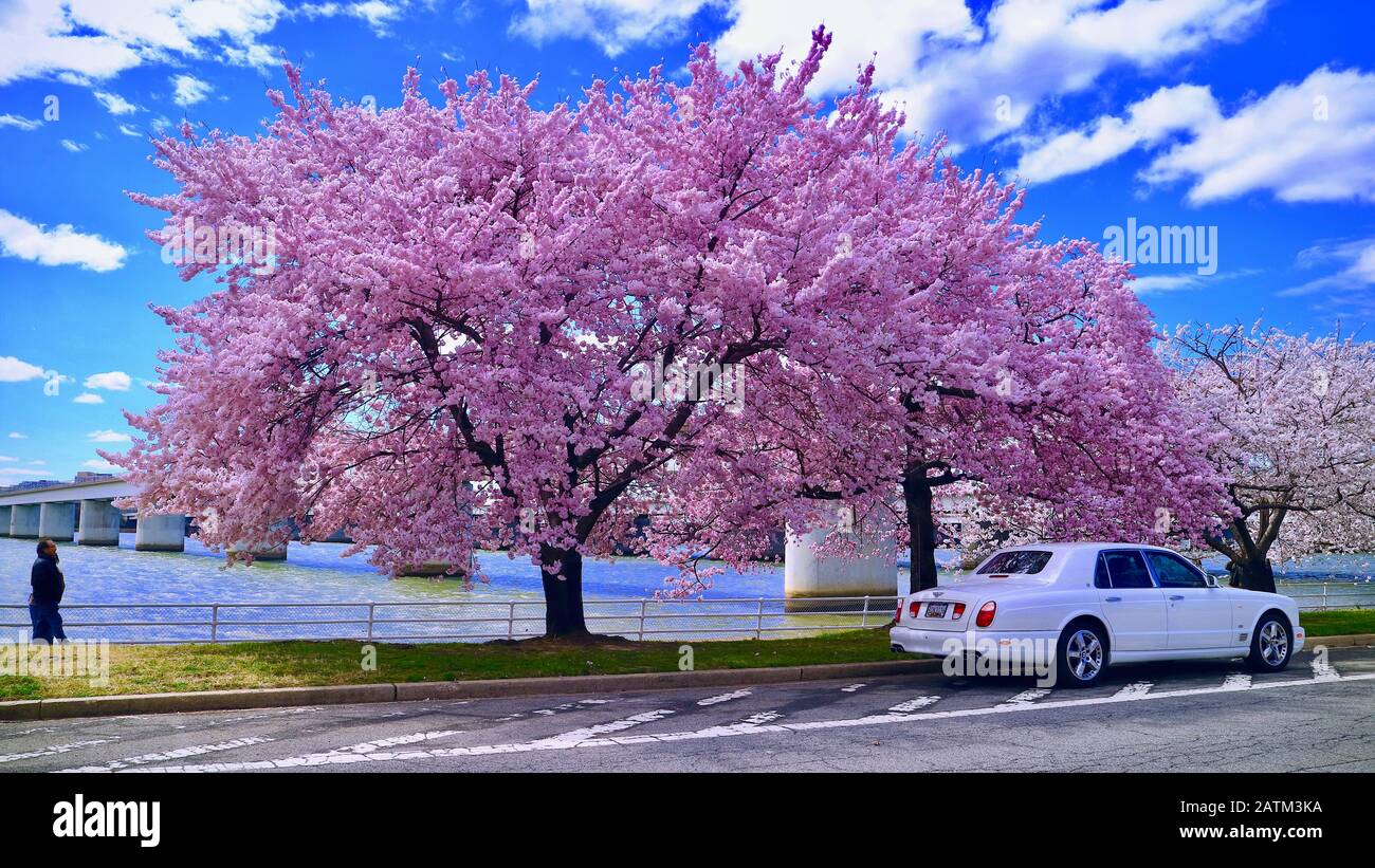 Blossom Blooming in Spring Stock Photo - Alamy