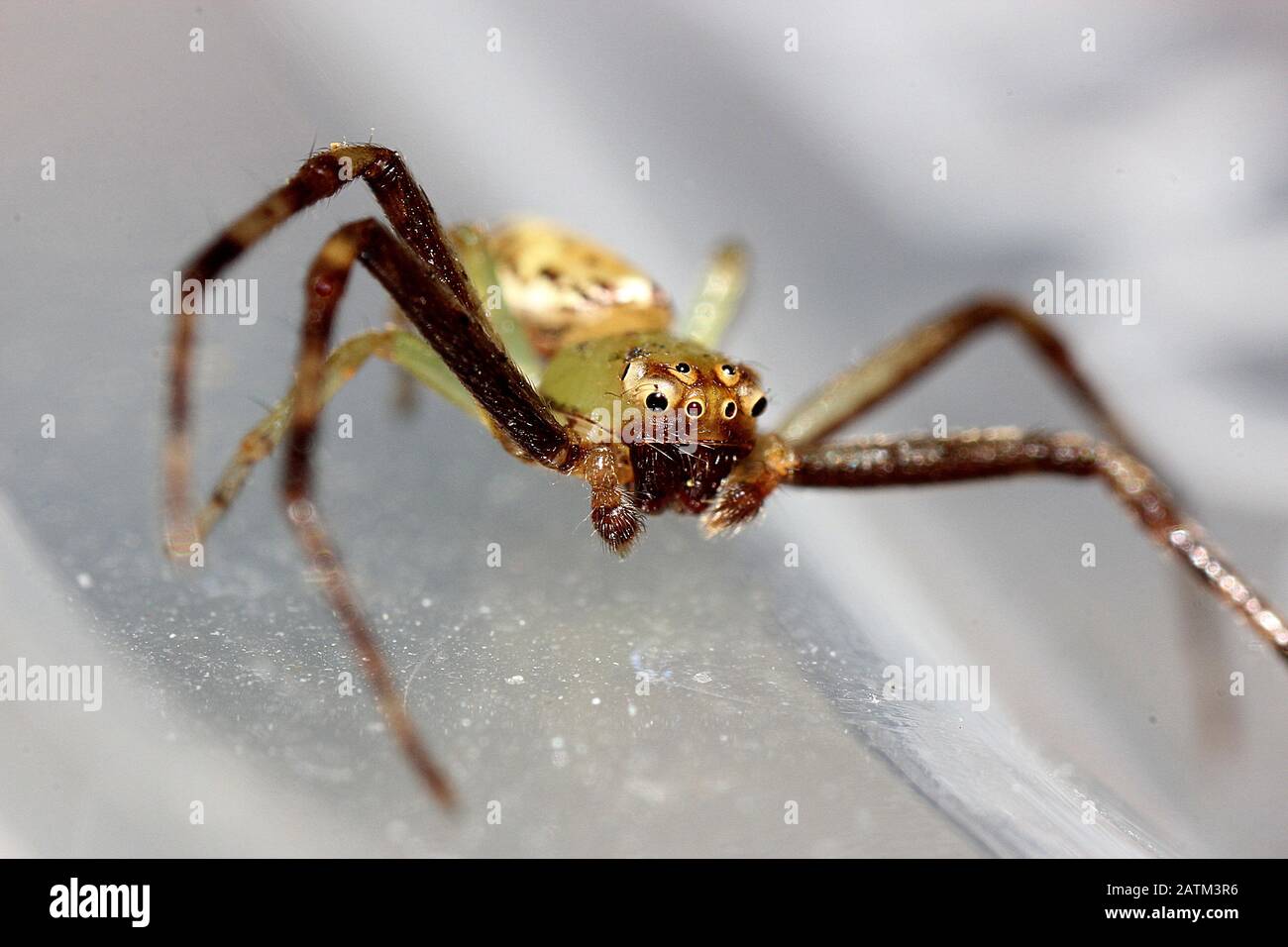 Crab spider (Diaea ambara Stock Photo - Alamy