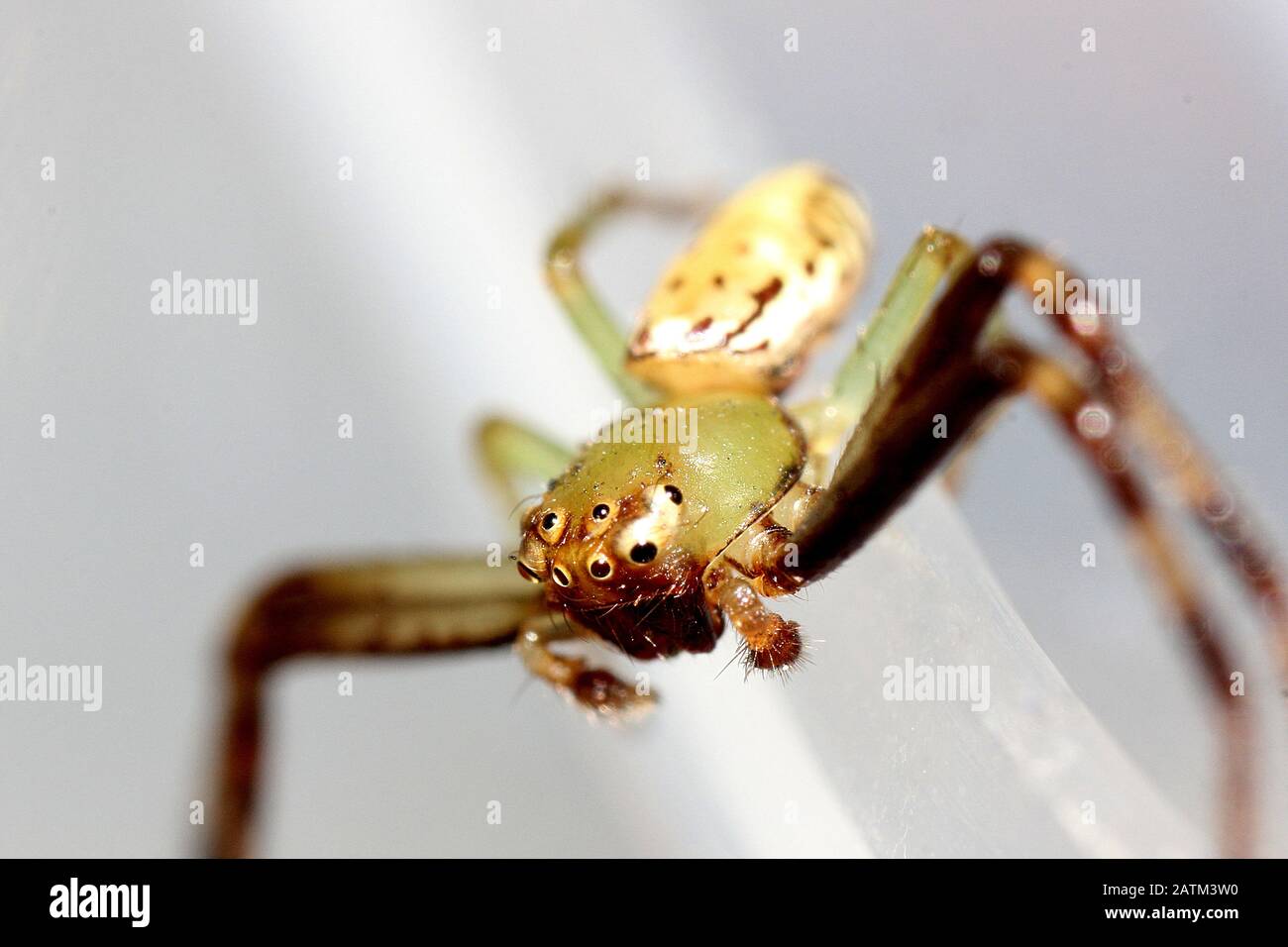 Crab spider (Diaea ambara Stock Photo - Alamy