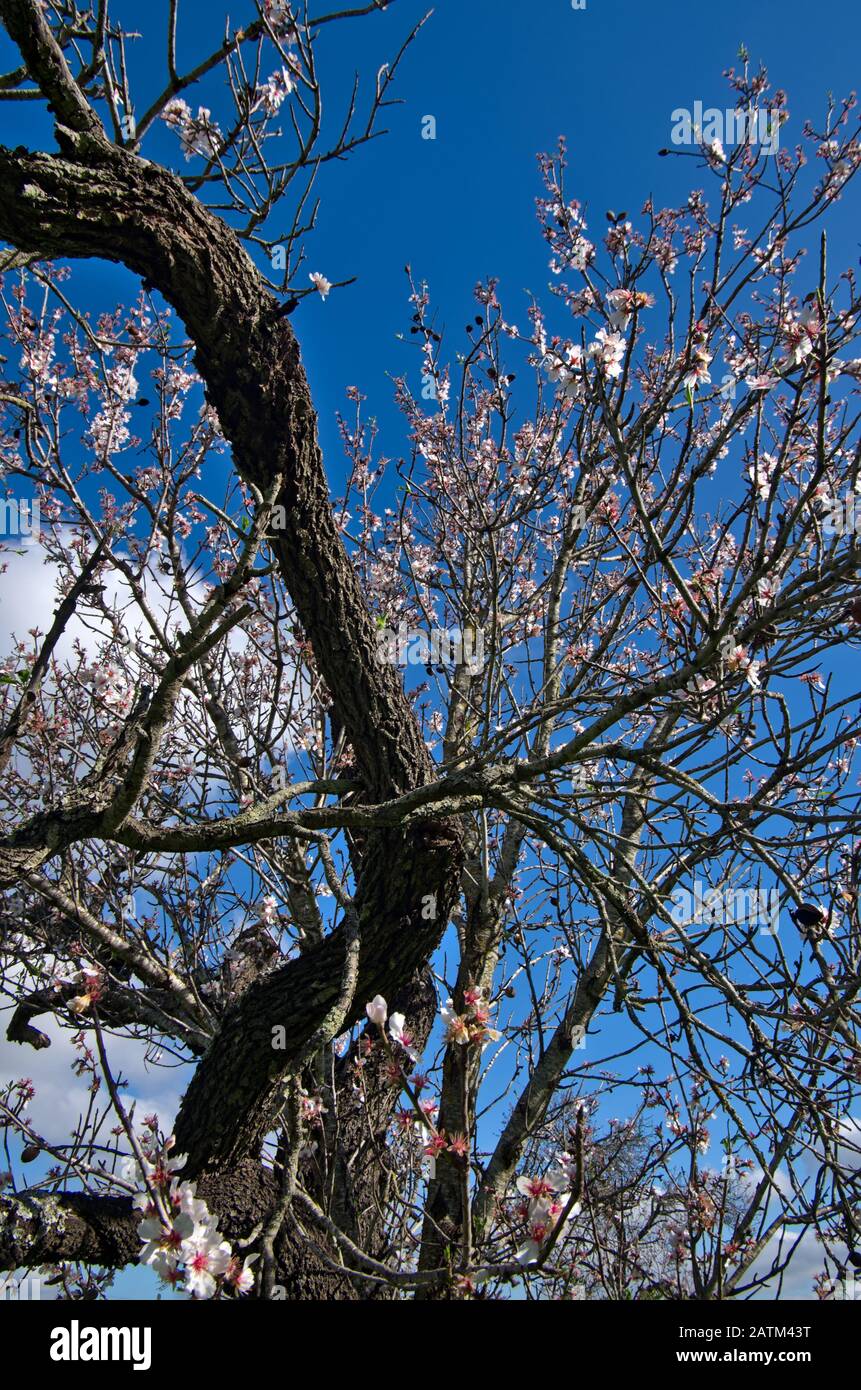 Arabian almond tree hi-res stock photography and images - Alamy