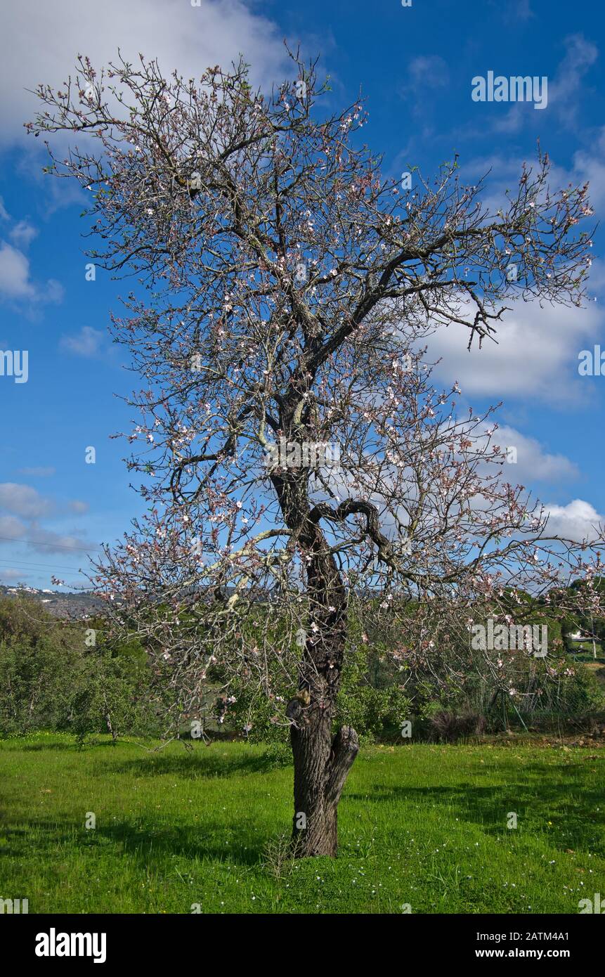 Arabian Almond Tree blossom in Algarve Stock Photo - Alamy