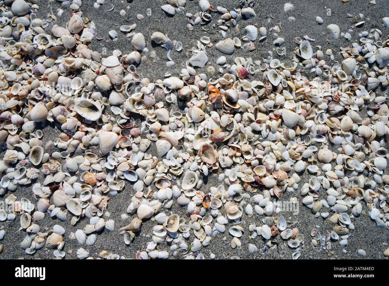 Shells on the beach by the sea in Sanibel Island, Florida Stock Photo ...