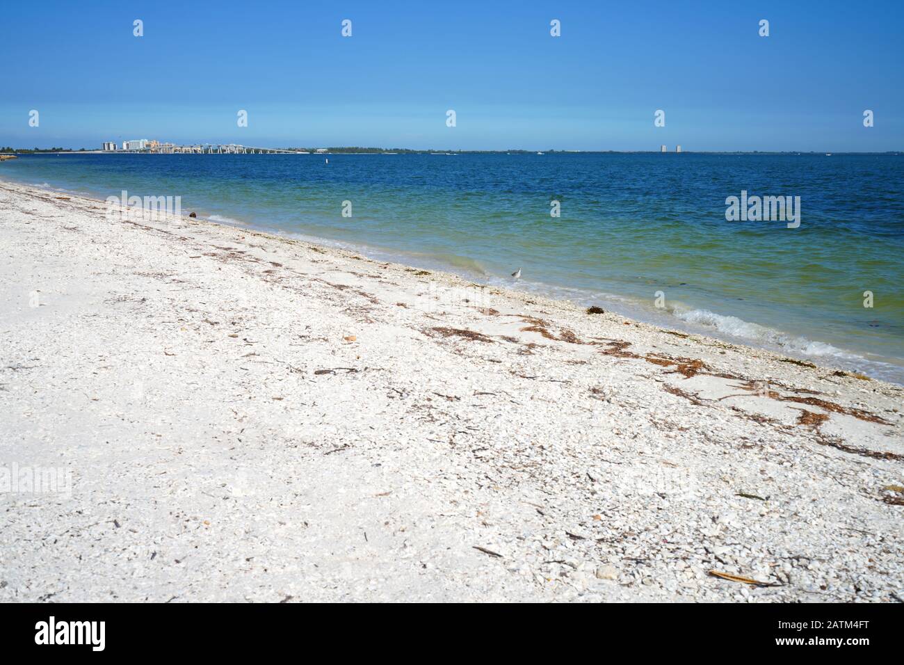 Shells on the beach by the sea in Sanibel Island, Florida Stock Photo ...