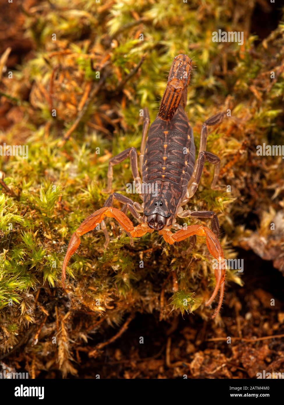 Parthenogenetic reproduction hi-res stock photography and images - Alamy