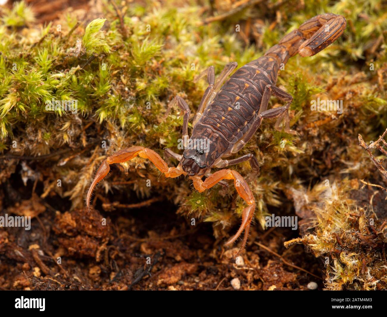 Colourful juvenile Lychas tricarinatus scorpion, 3/4 view. These ...