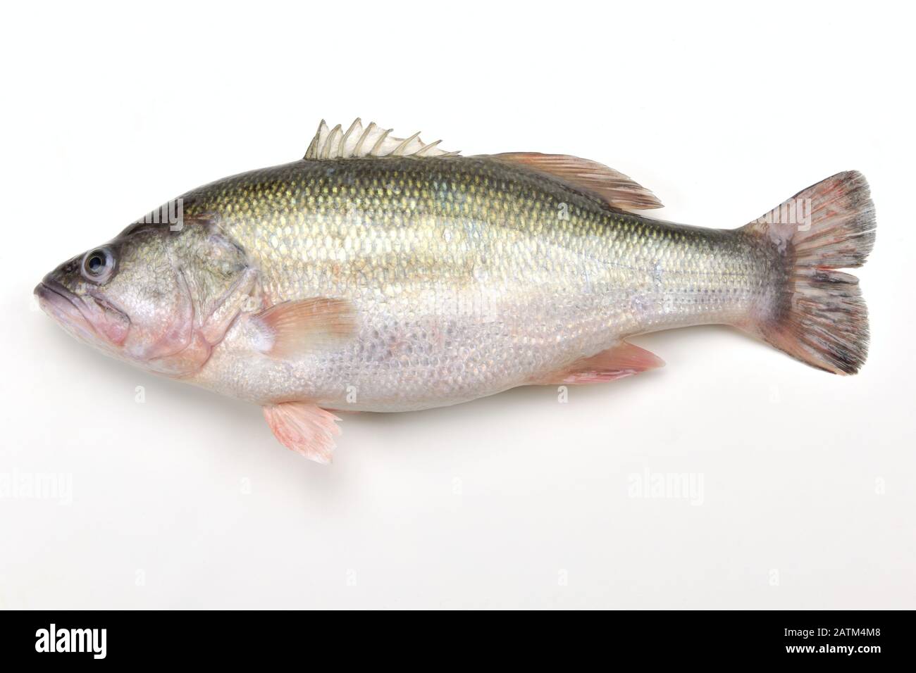 Fresh largemouth bass on the white background Stock Photo - Alamy