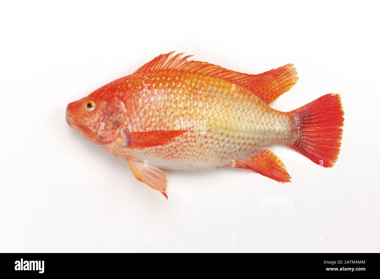 Red Tilapia Fish