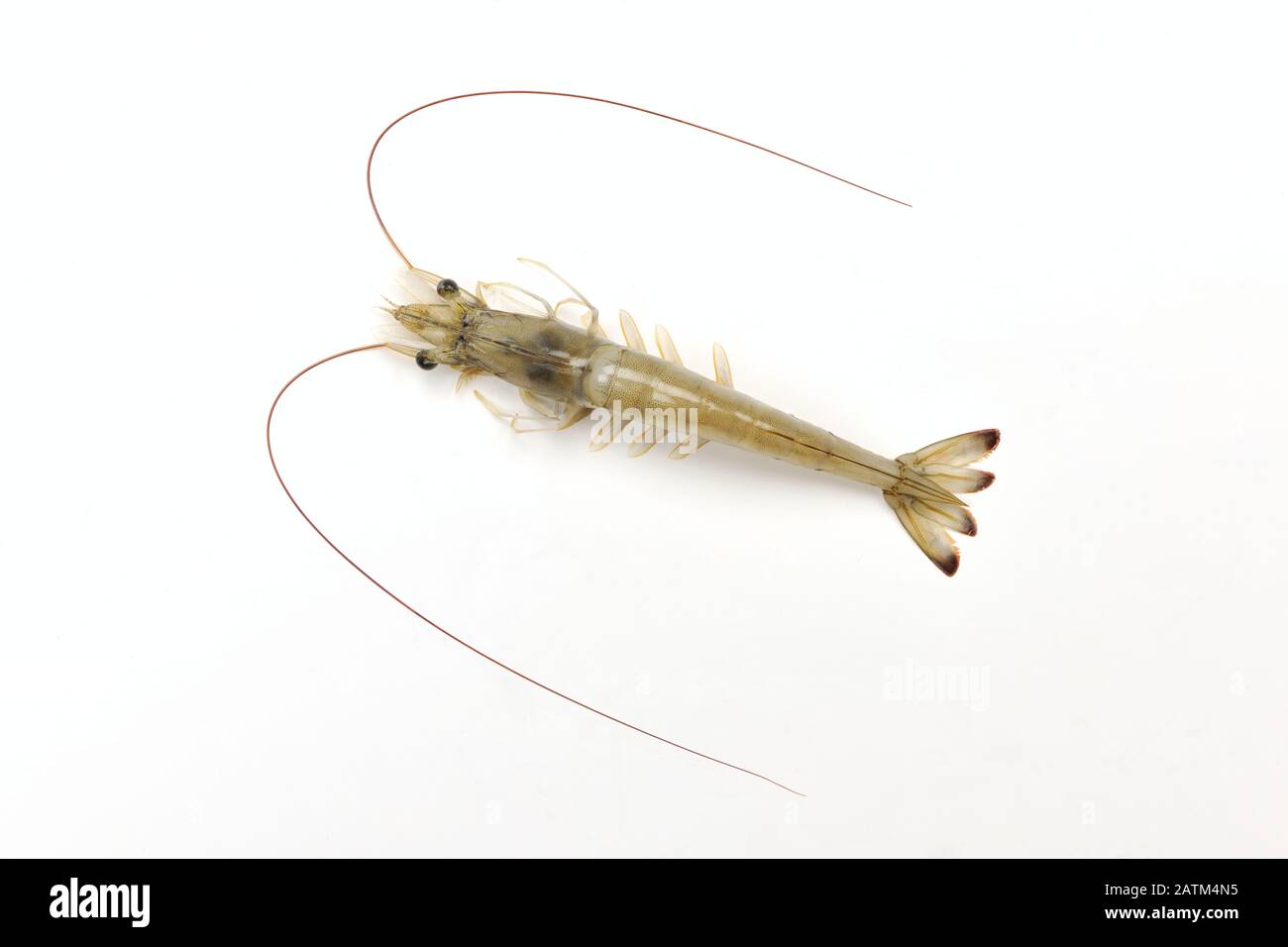 White shrimp on the white background Stock Photo - Alamy