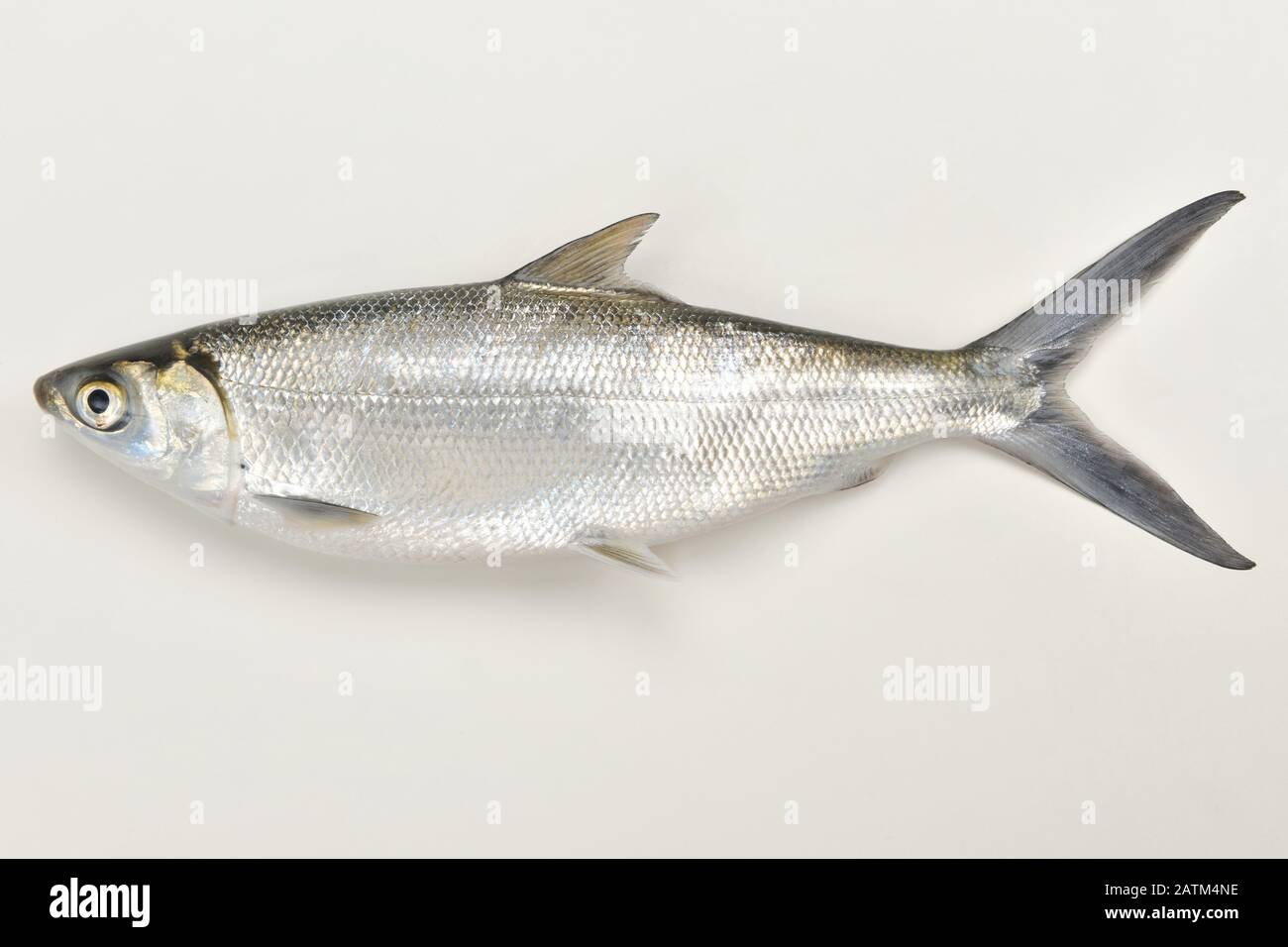 Milkfish on the white background Stock Photo - Alamy