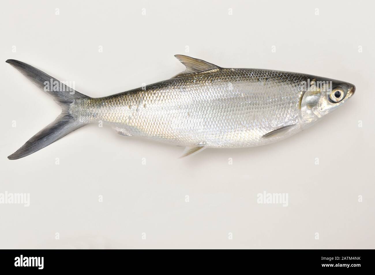 Milkfish on the white background Stock Photo - Alamy