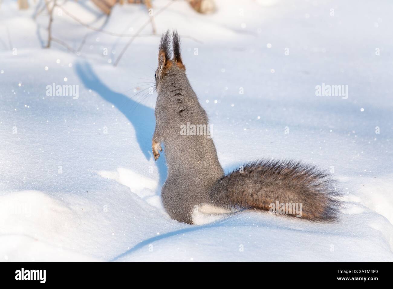 A rear view of a squirrel standing on its hind legs on the white snow ...