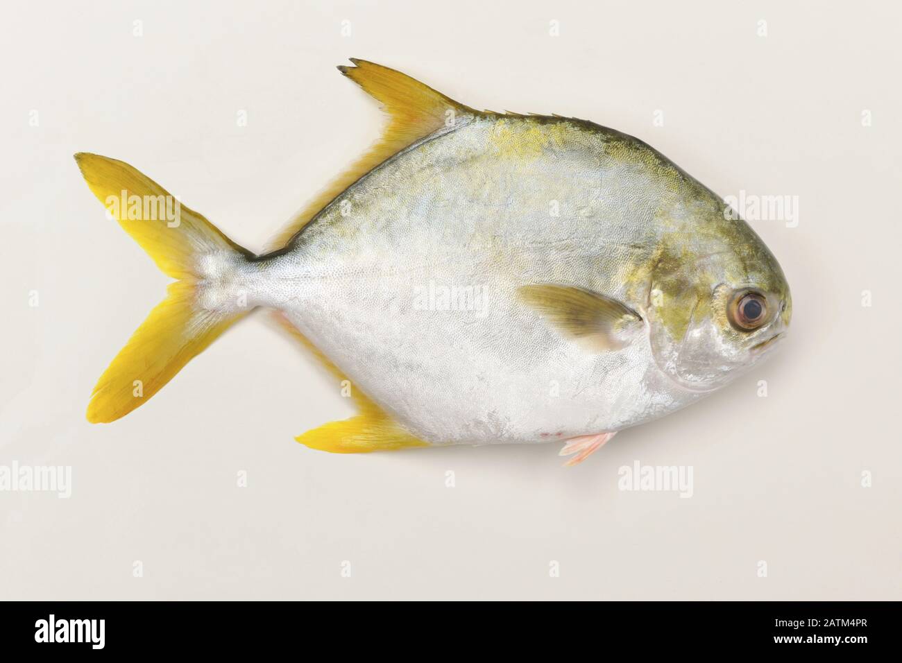 Trachinotus ovatus on the white background Stock Photo - Alamy