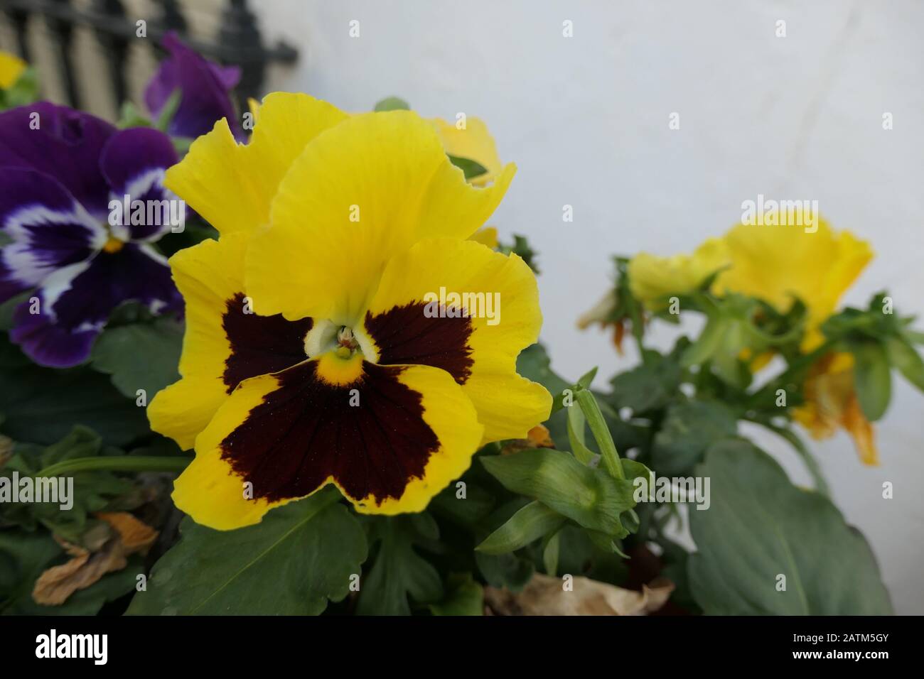 Closeup of colorful pansy flower, The garden pansy is a type of large ...