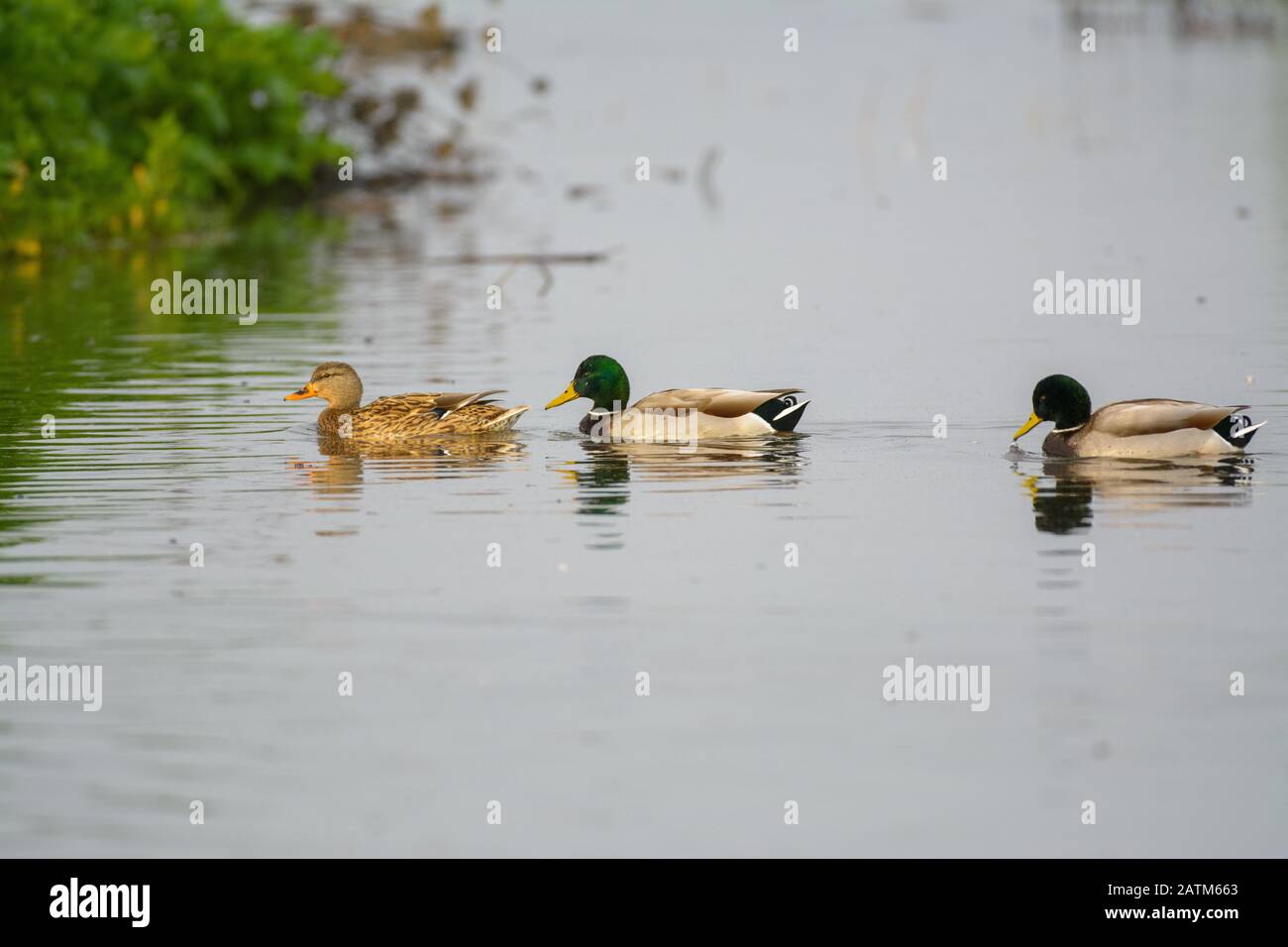 mallards ducks drake male female swimming Stock Photo - Alamy