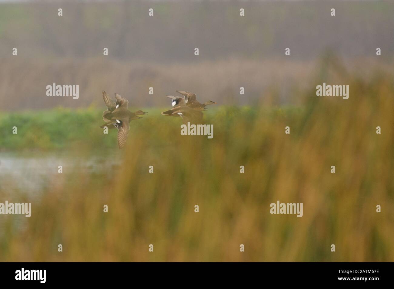 Gadwall ducks flock flying behind vegetation Stock Photo - Alamy