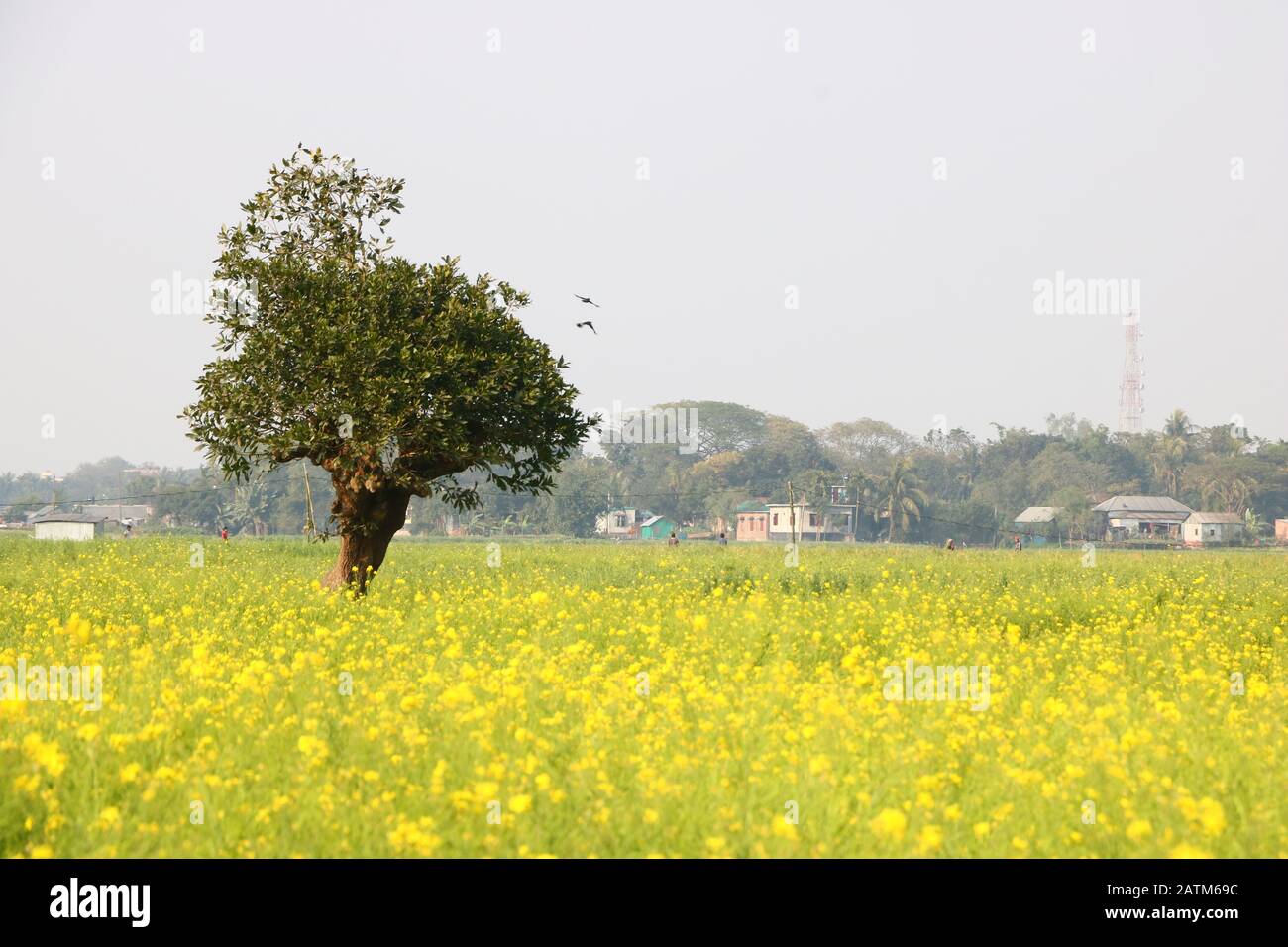 Tree in the field Stock Photo - Alamy