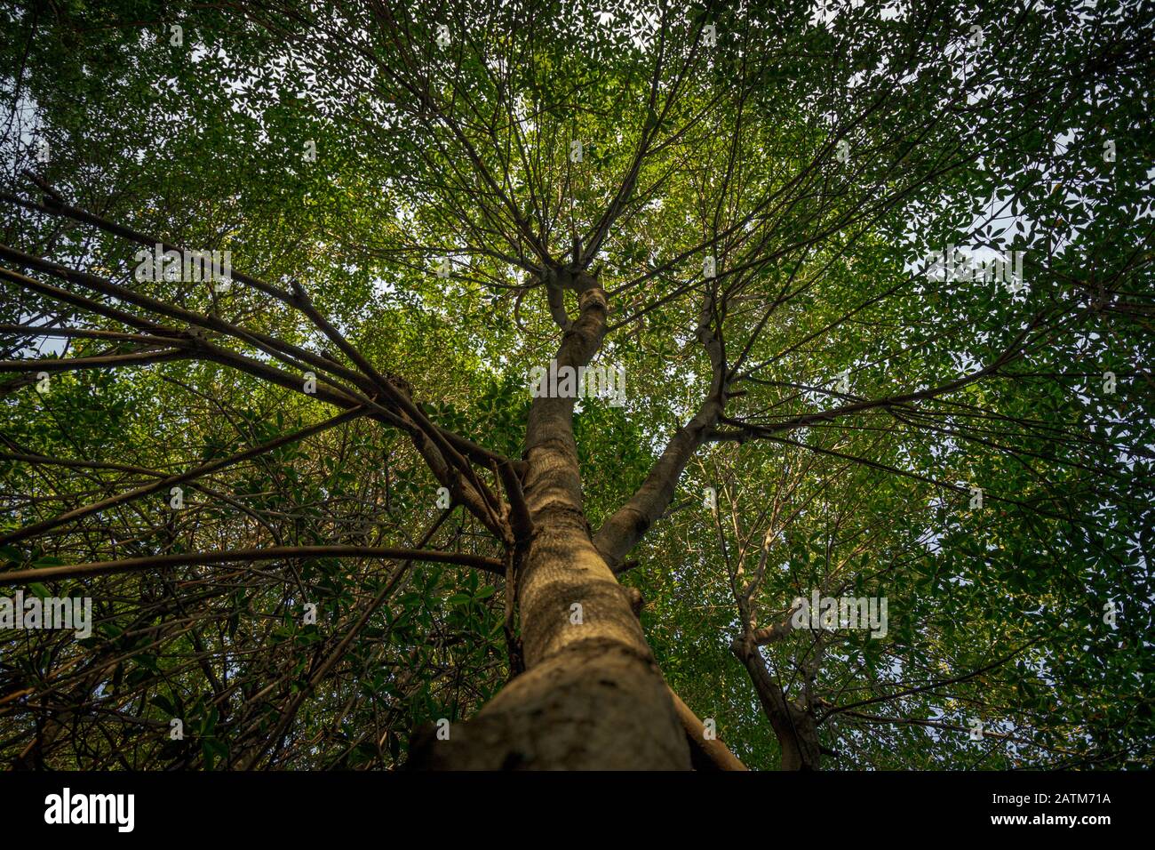 Amazon mangrove hi-res stock photography and images - Alamy