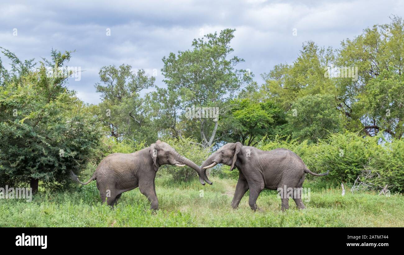 Two African elephants meet head on in the African bush image in ...