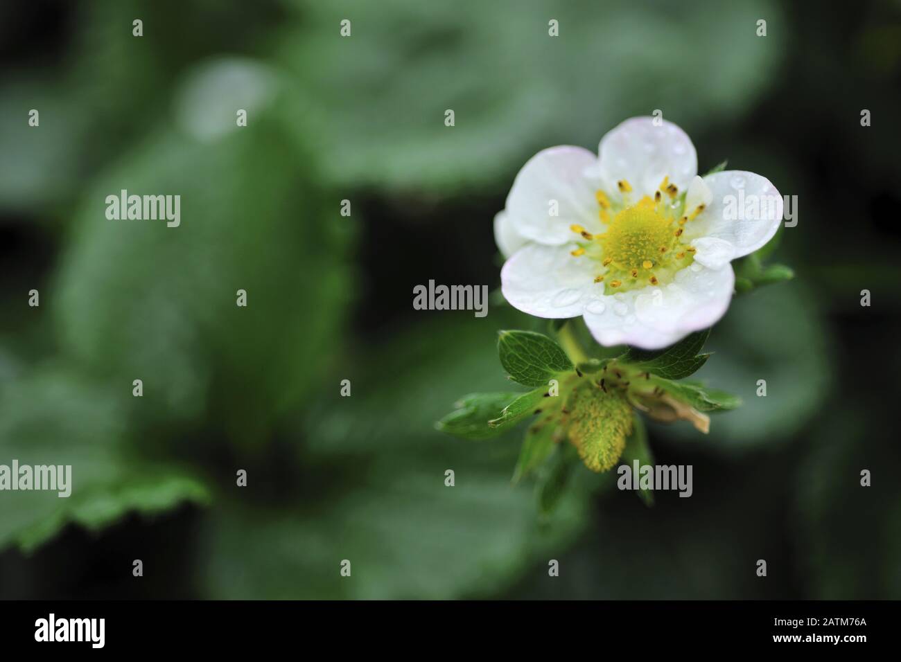 Strawberry farm in MiaoLi Country Stock Photo - Alamy