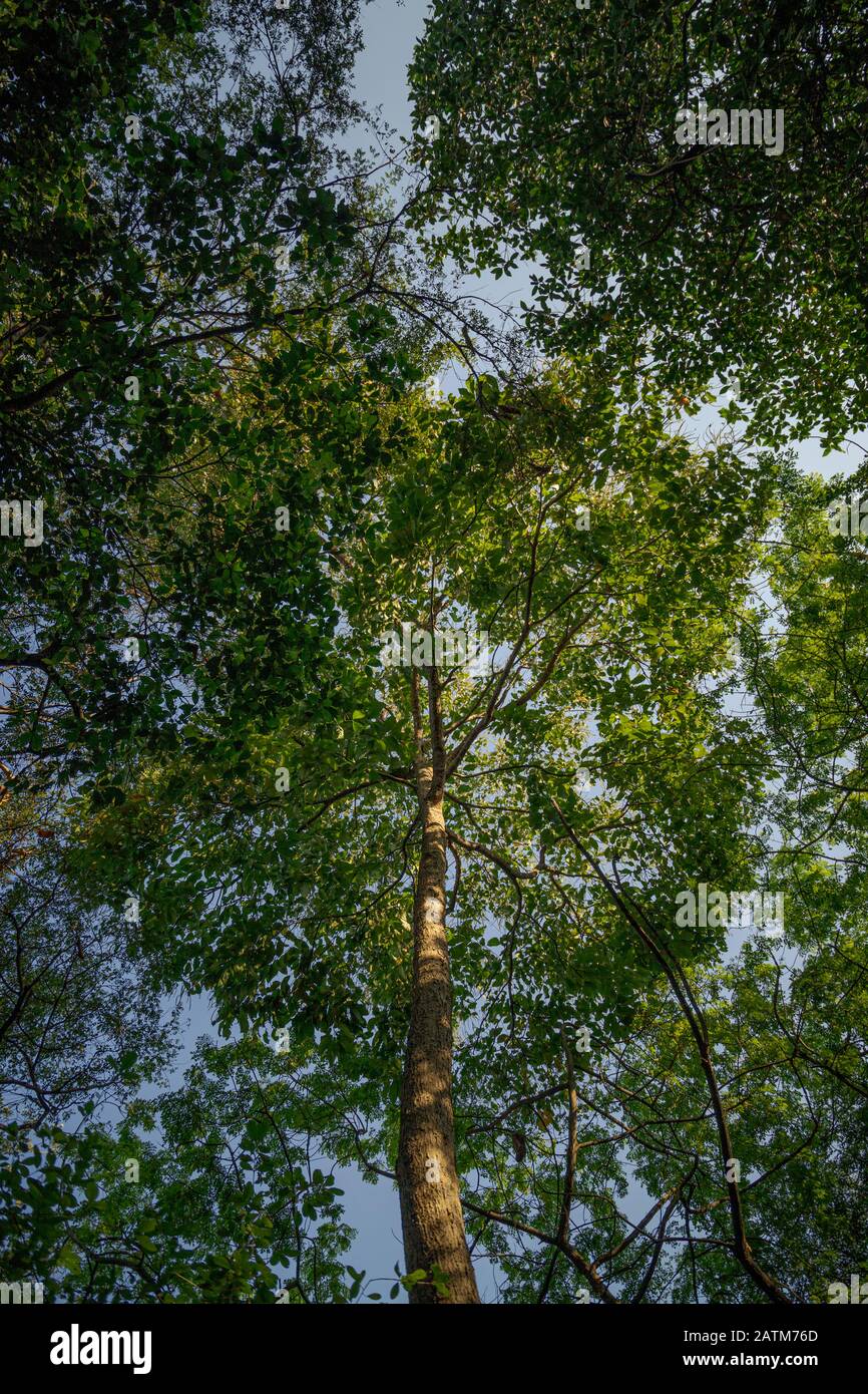 Amazon mangrove hi-res stock photography and images - Alamy