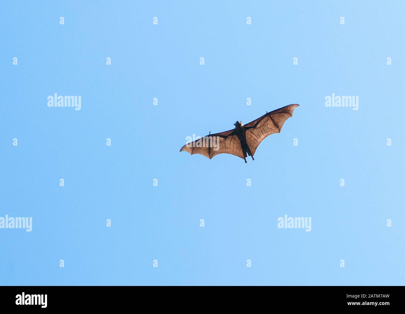 Flying bat isolated in blue sky background.The fruit bat family ...