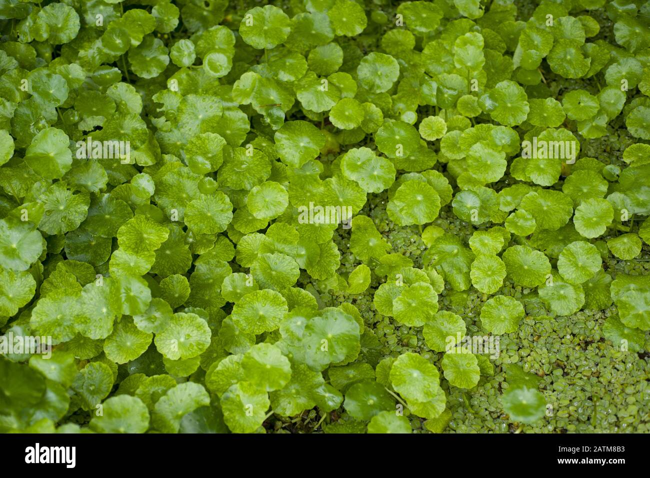 Whorled pattern hi-res stock photography and images - Alamy