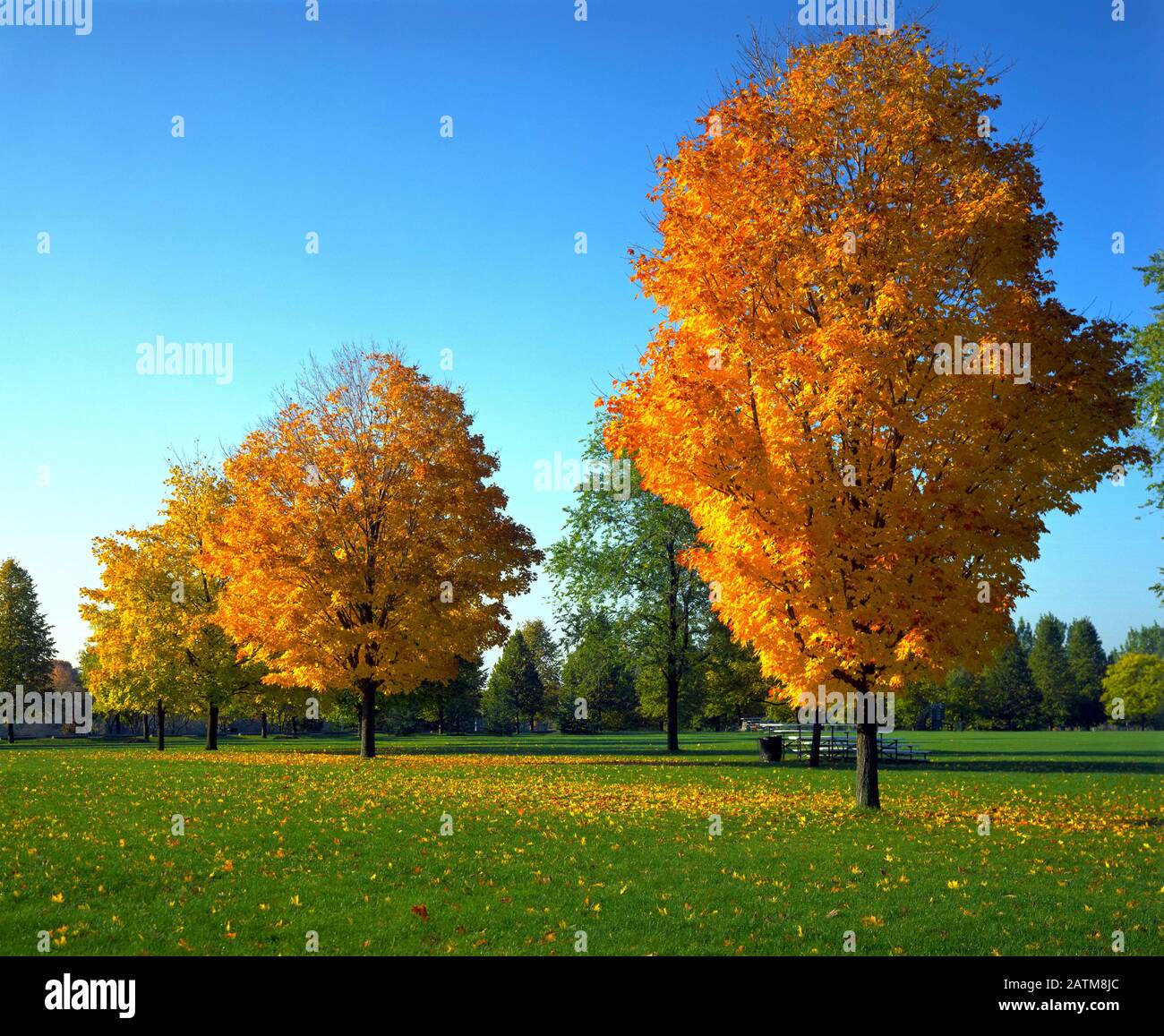 beauty of maple Canada Stock Photo - Alamy