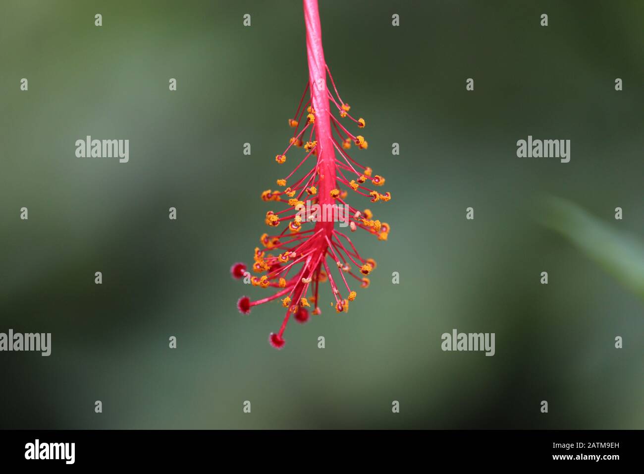 Pink flowers of tail flower hi-res stock photography and images - Alamy