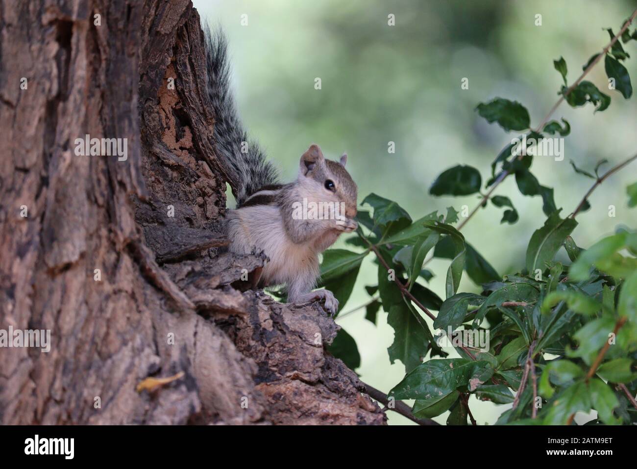 Outdoor animals hi-res stock photography and images - Alamy