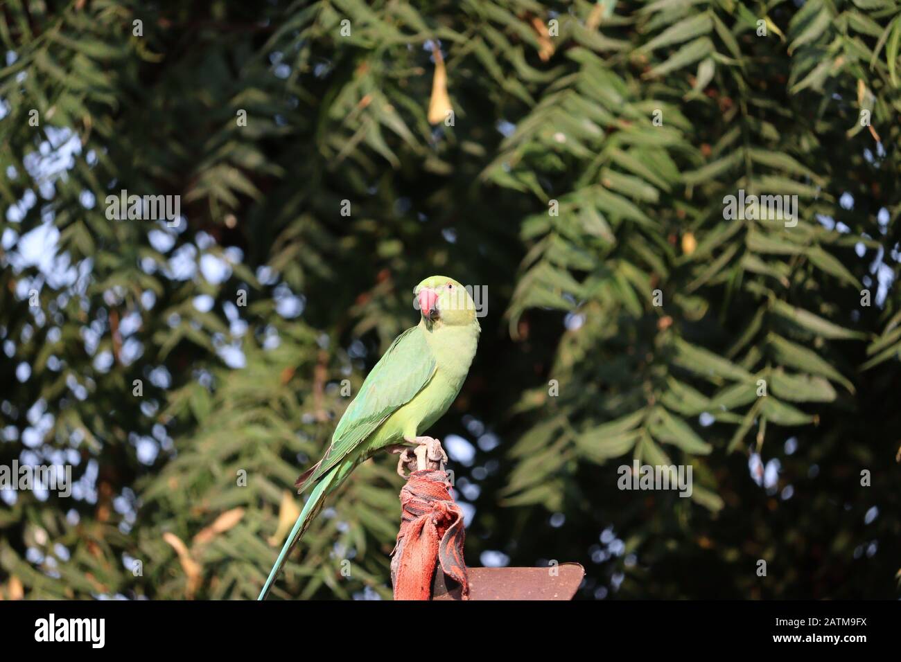 Parrot resting hi-res stock photography and images - Alamy