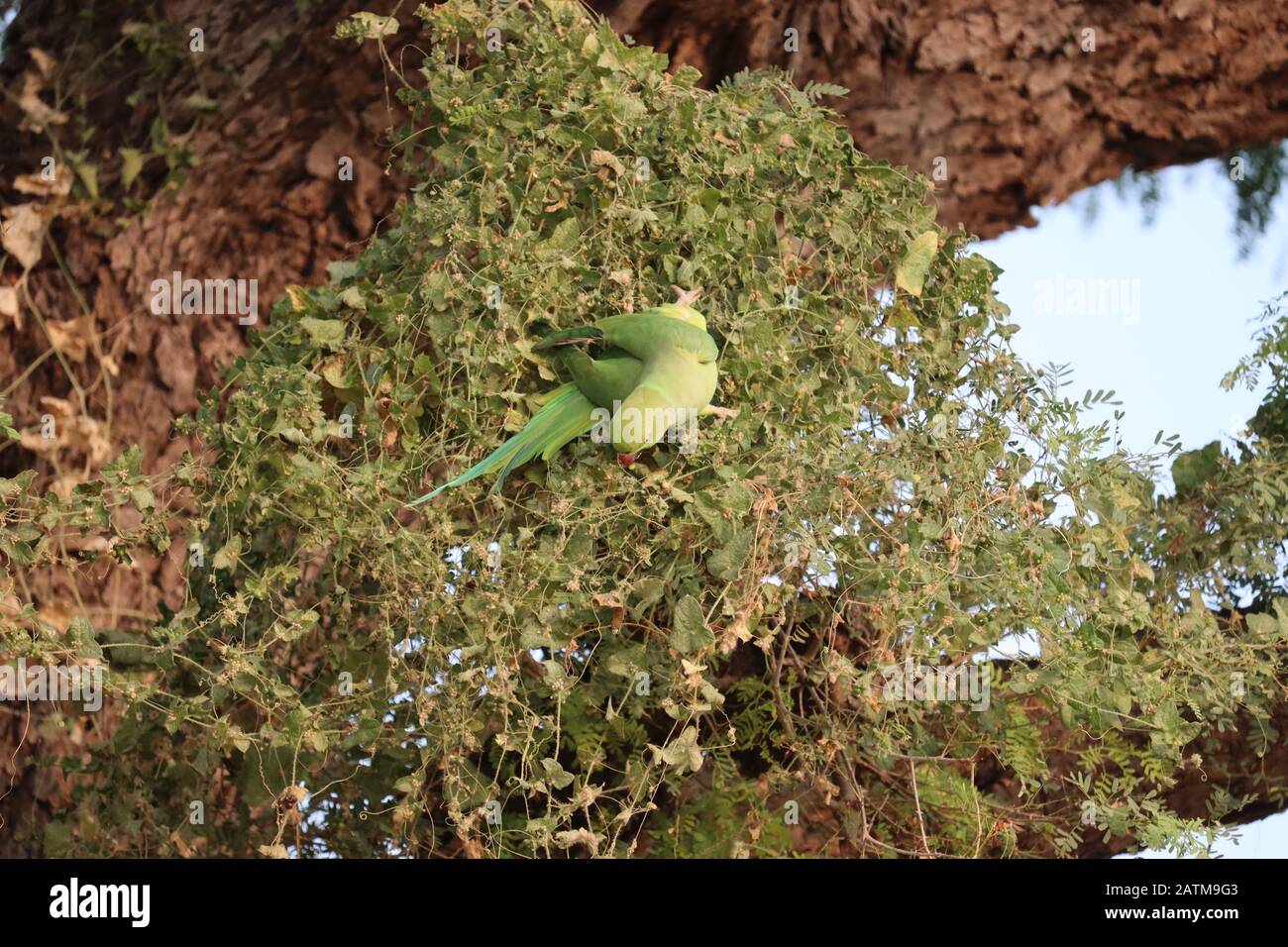 A parrot eating something in nature , outdoors birds Stock Photo - Alamy