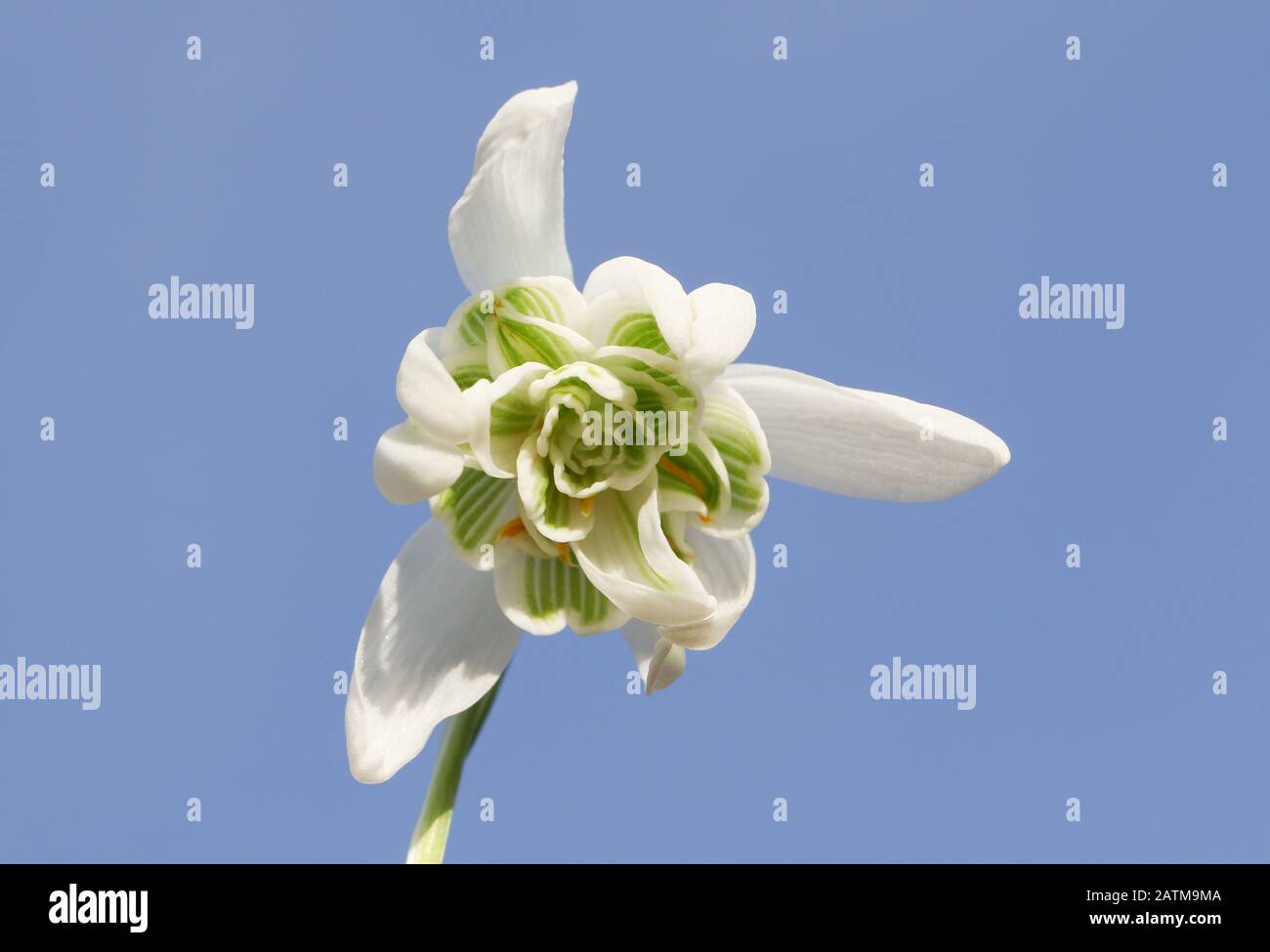 Yellow double snowdrop hi-res stock photography and images - Alamy