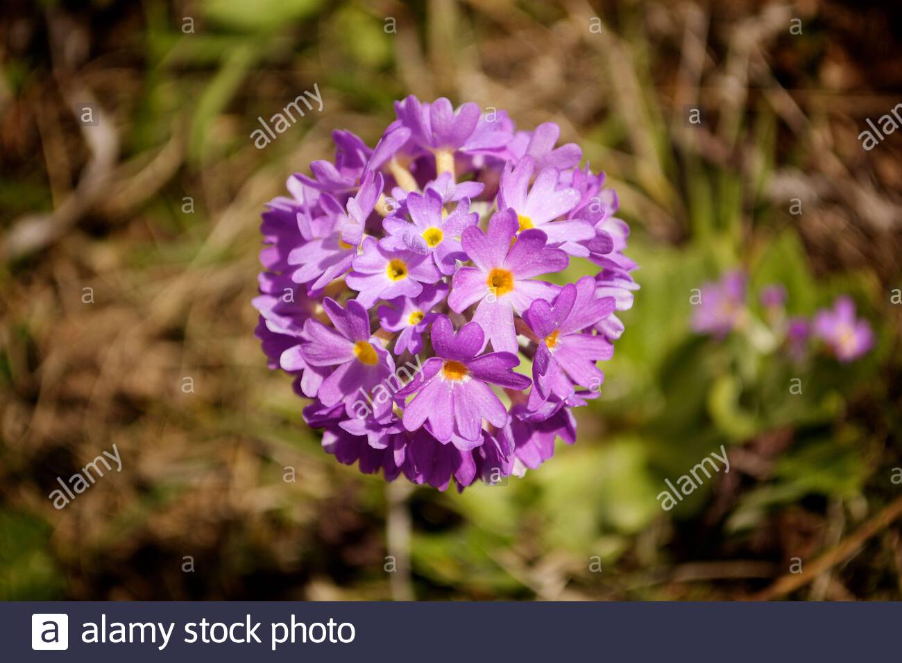 Ura Bhutan High Resolution Stock Photography and Images - Alamy