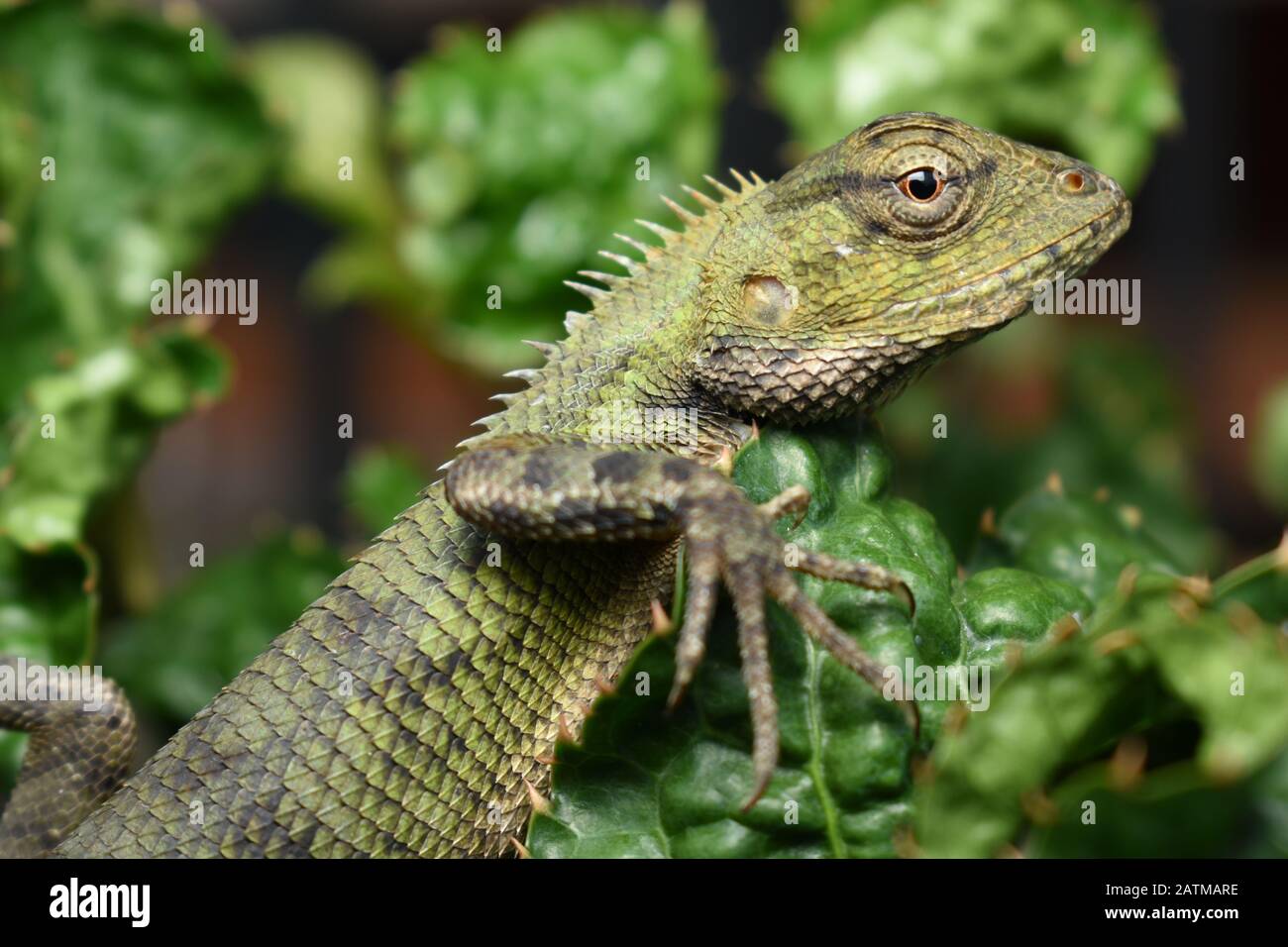 Reptil skin color during rainy season hi-res stock photography and ...