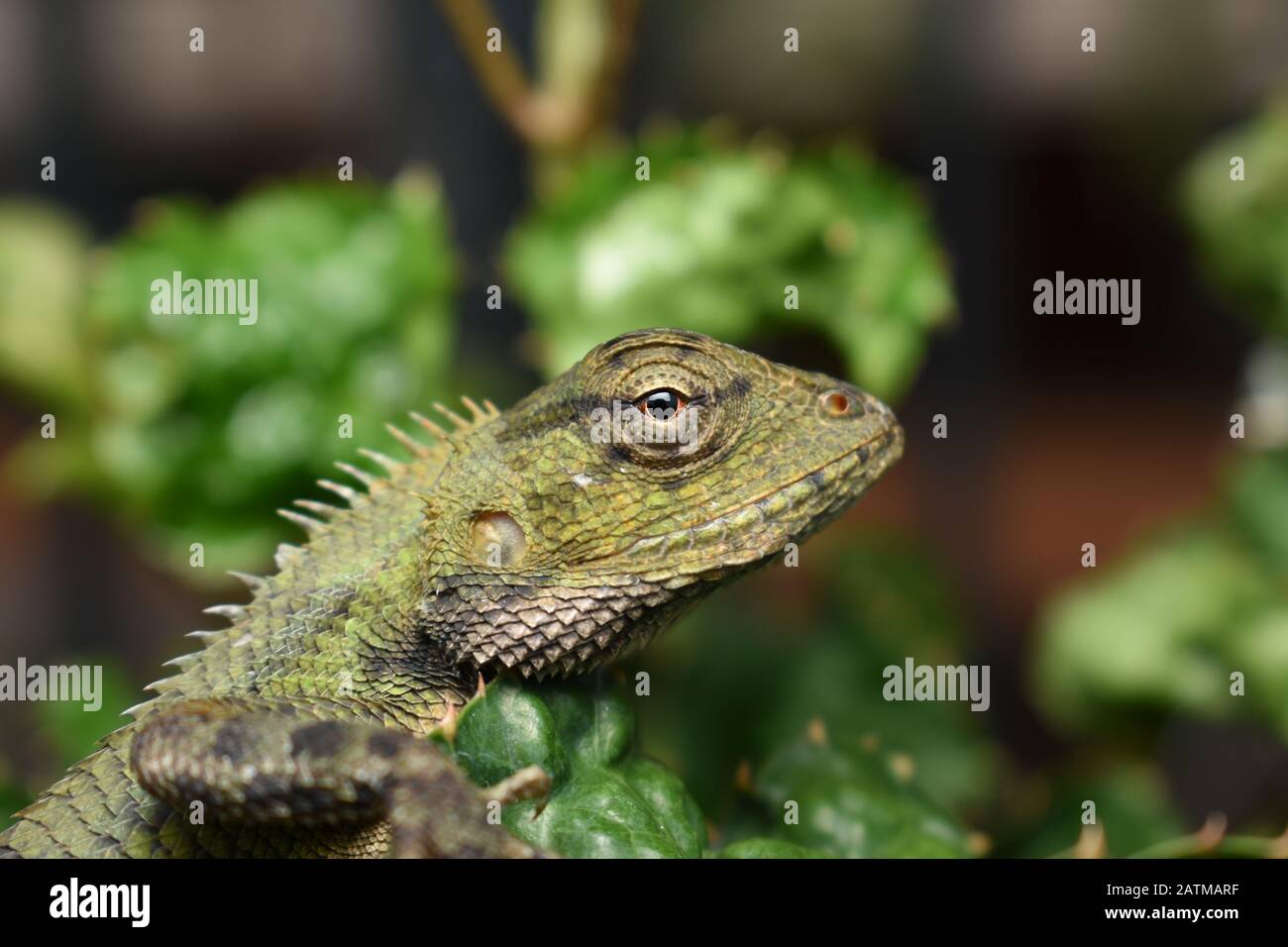 Close up photo of Eastern garden lizard or Oriental garden lizard ...