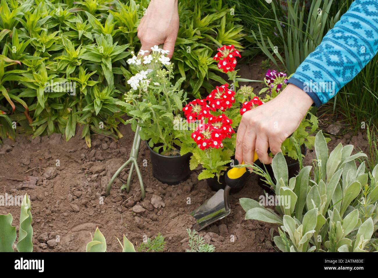 Verbena plant in container hi-res stock photography and images - Alamy